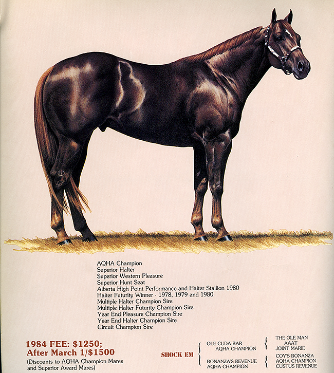 Stallions We Remember | A Life With Horses