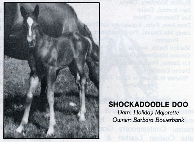 Stallions We Remember – Shock-Em | Northernhorse Blog