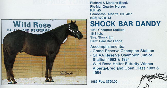 Stallions We Remember – Shock-Em | A Life With Horses