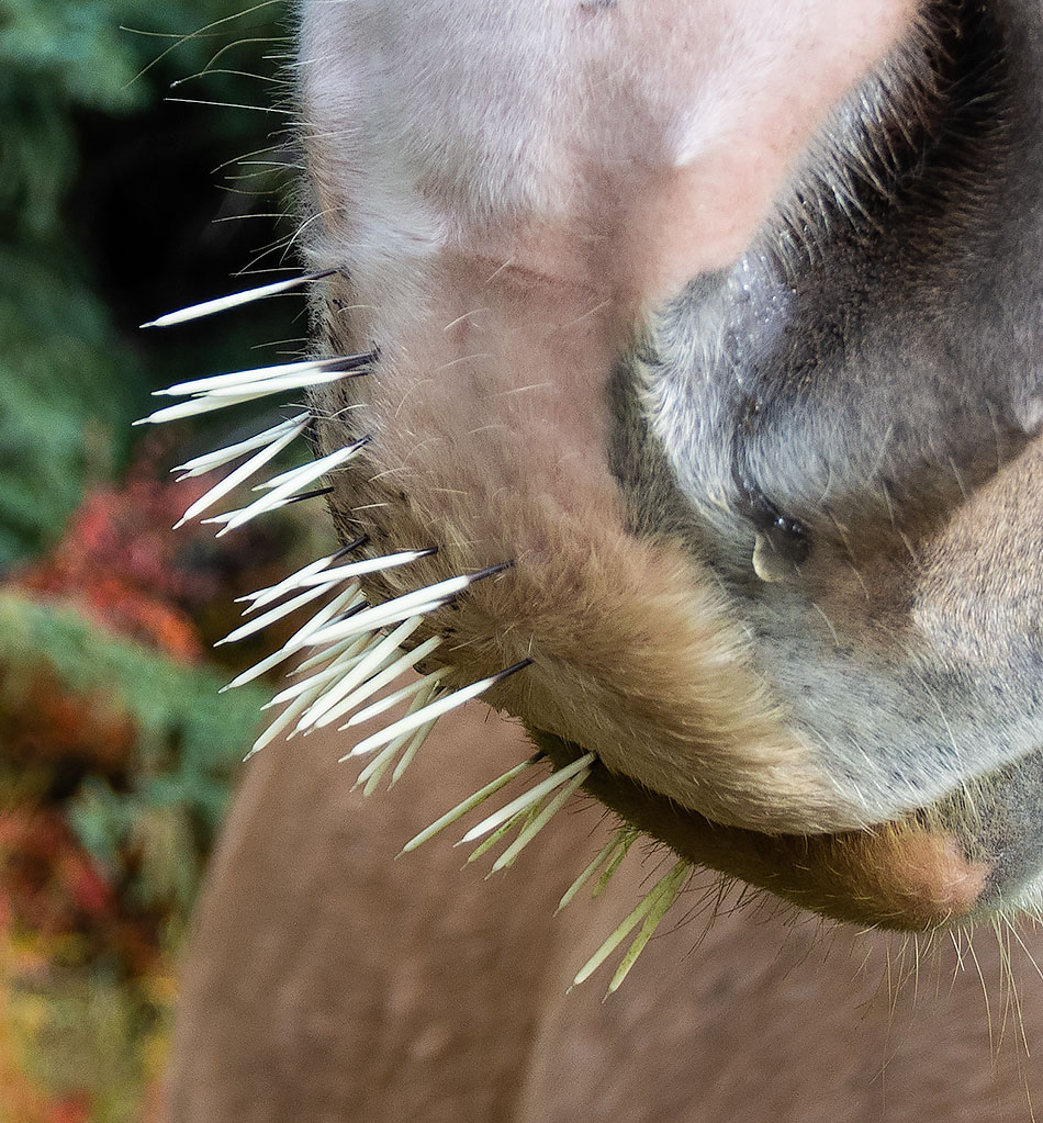 Porcupine Quills and Family | A Life With Horses