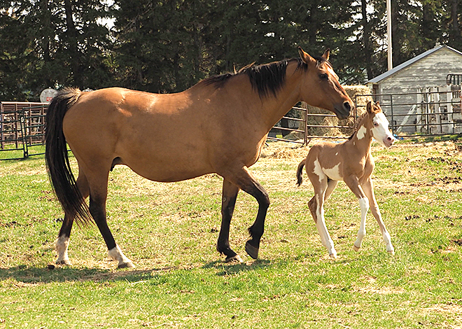 Emotional Rollercoaster | A Life With Horses